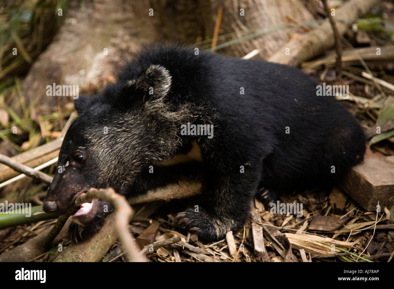 Young Asiatic black bear living with a tribe at The Gibbon Experience ...
