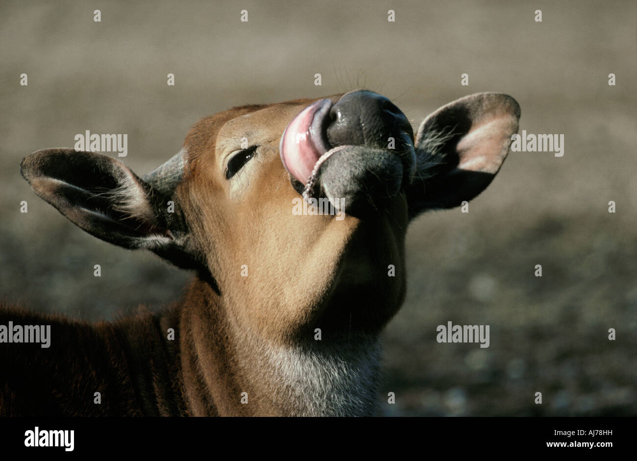 Seladang hi-res stock photography and images - Alamy