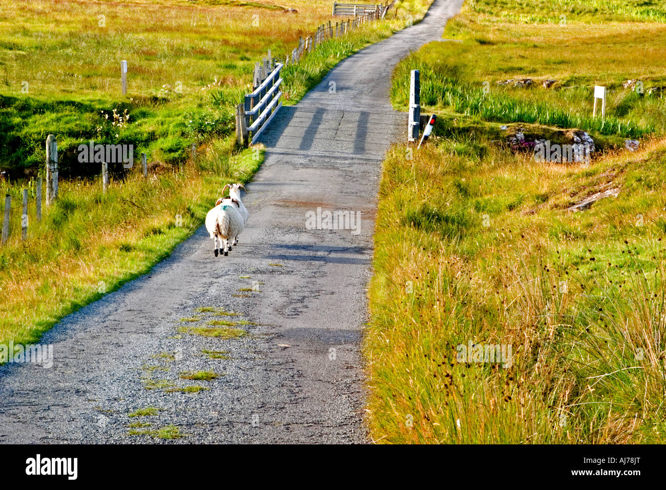 Sheep walking down road hi-res stock photography and images - Alamy
