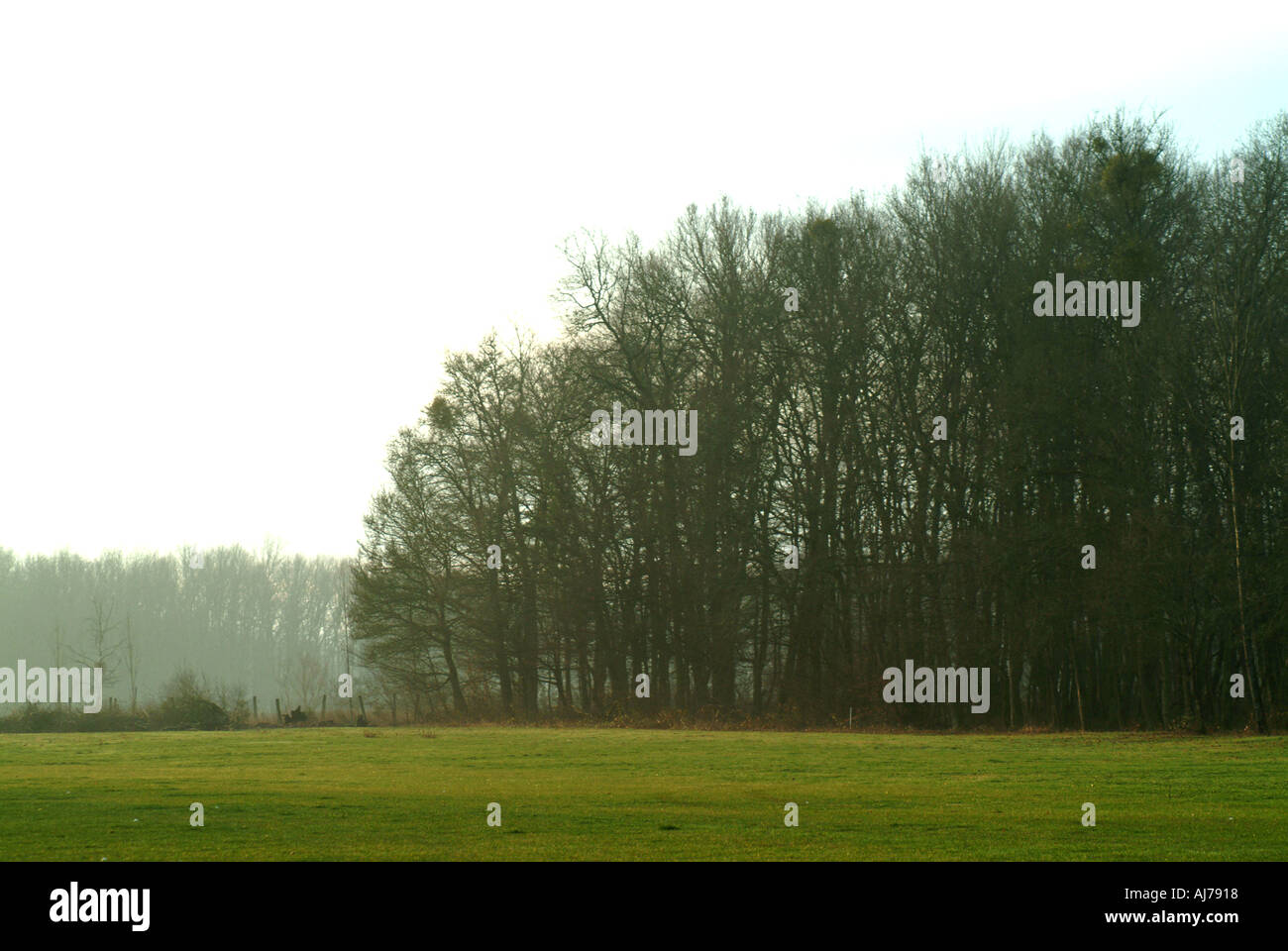 Orient forest france hi-res stock photography and images - Alamy