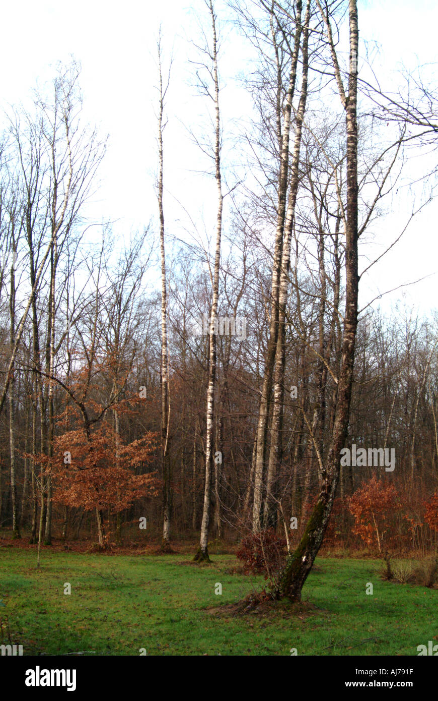 Orient forest france hi-res stock photography and images - Alamy