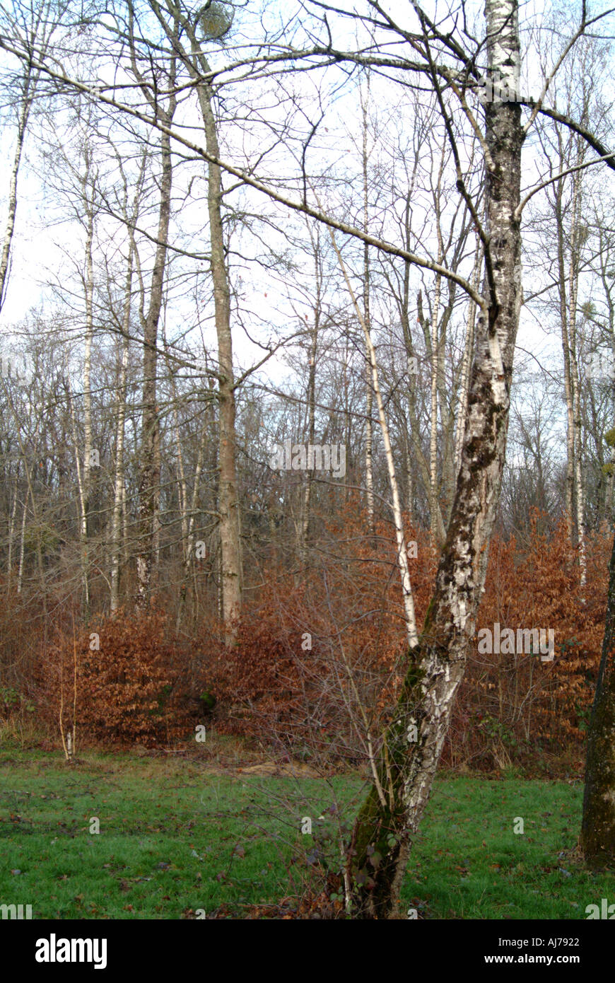 Orient forest france hi-res stock photography and images - Alamy