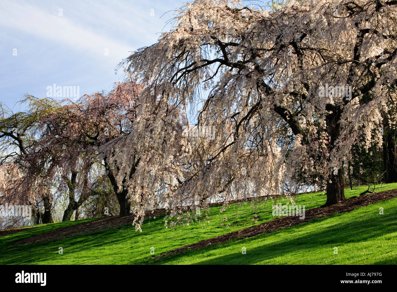 Springtime Bloom of cherry trees in Ault Park in Cincinnati, Ohio Stock ...