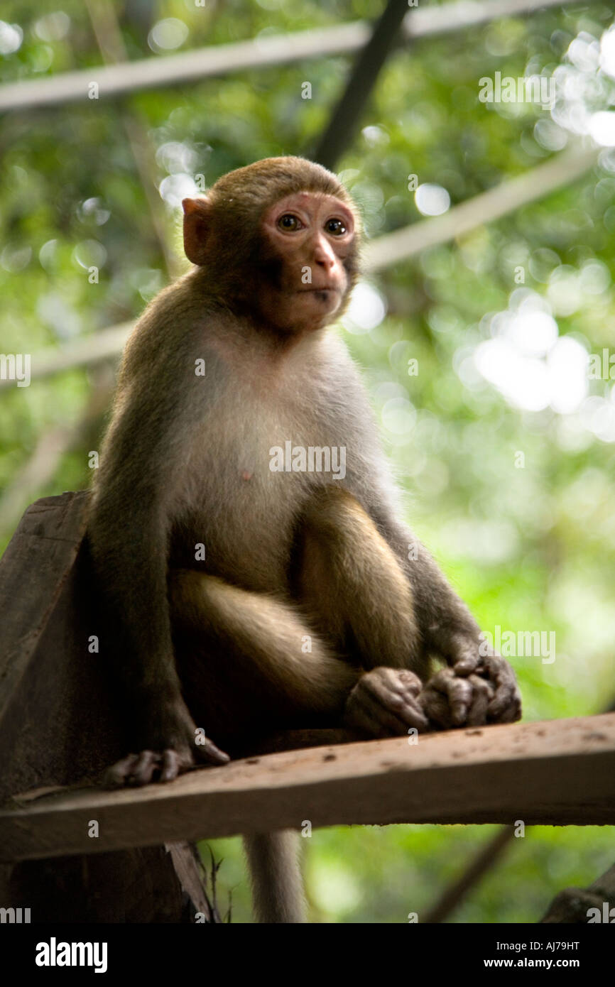 Canopy rainforest bokeo laos hi-res stock photography and images - Alamy