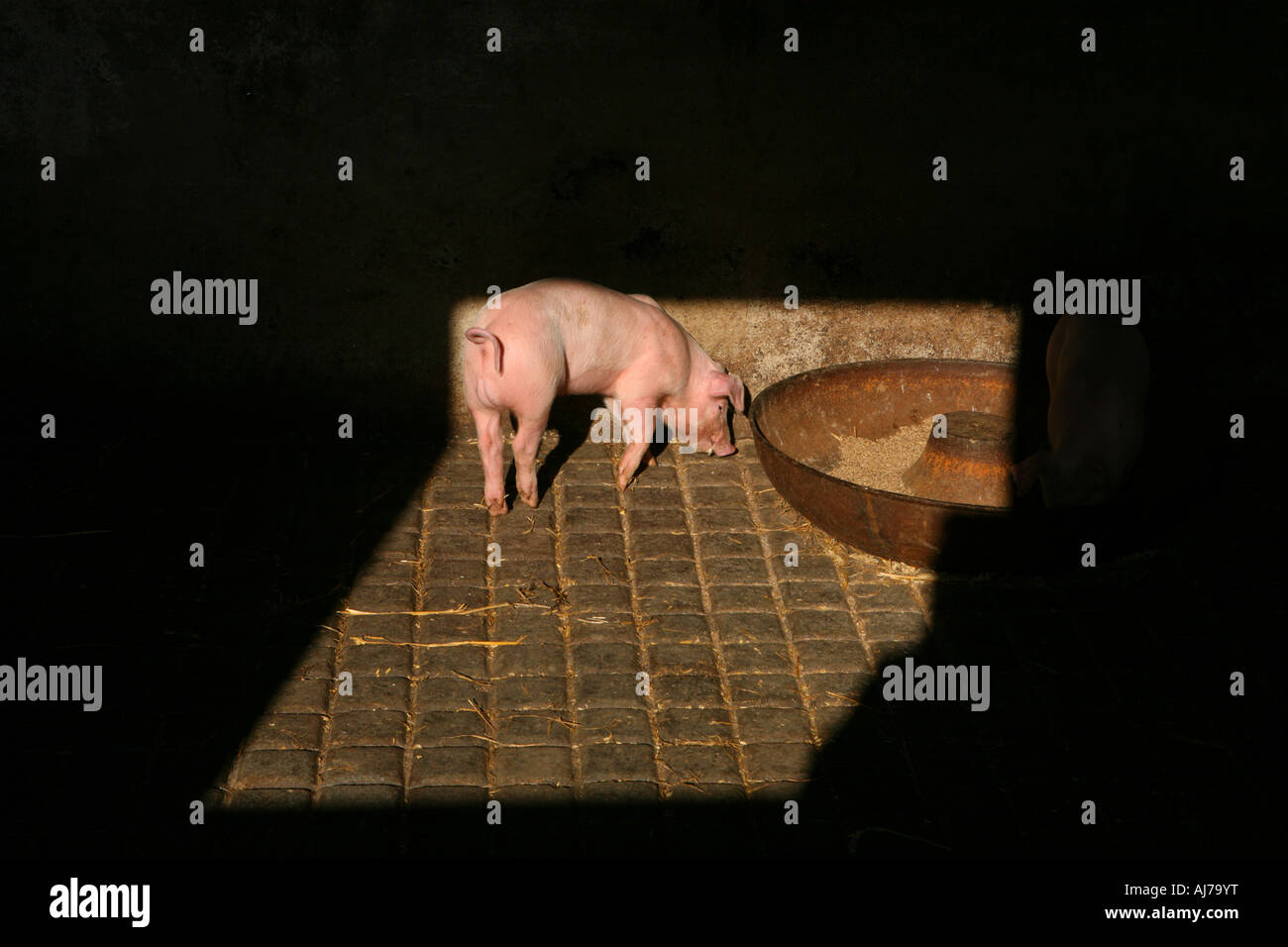 piglet in farm barn Stock Photo - Alamy