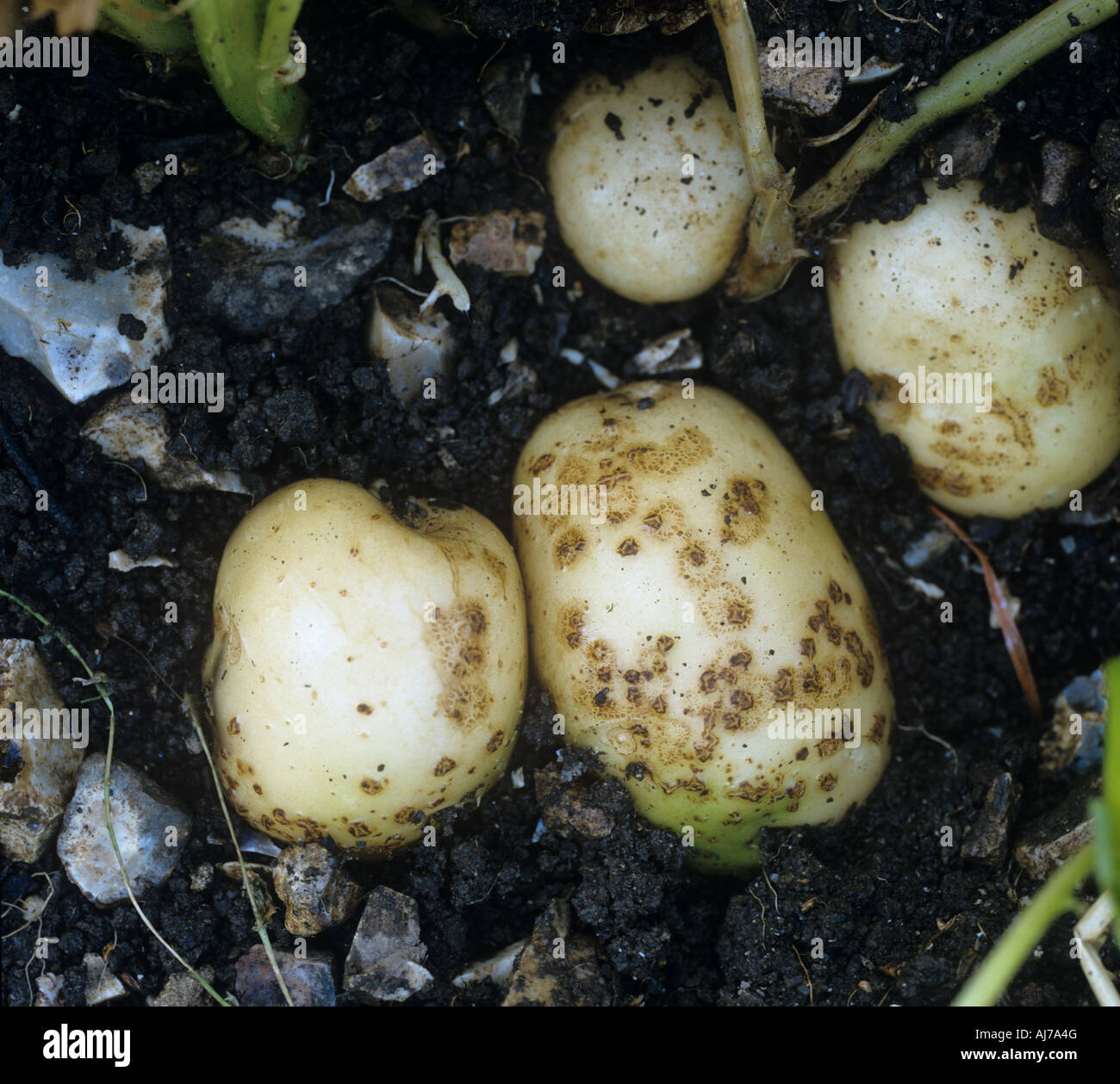 Common scab Streptomyces scabies lesions on newly exposed potato tubers ...