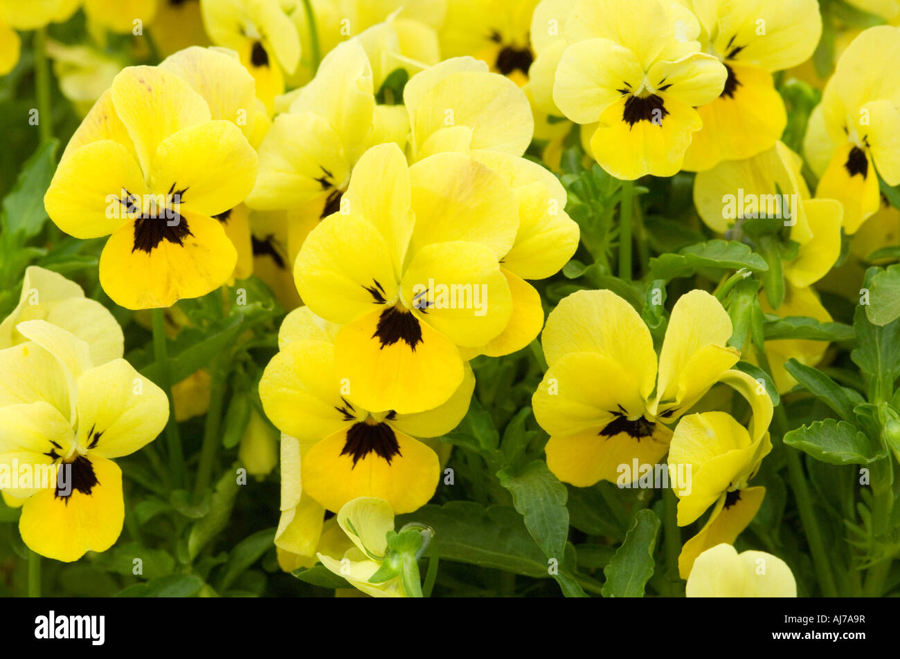 Viola F1 Sorbet Primrose Babyface Stock Photo - Alamy