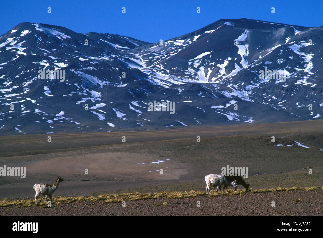 South America Alapacas Grazing Andes Foothills North Chile Stock Photo ...
