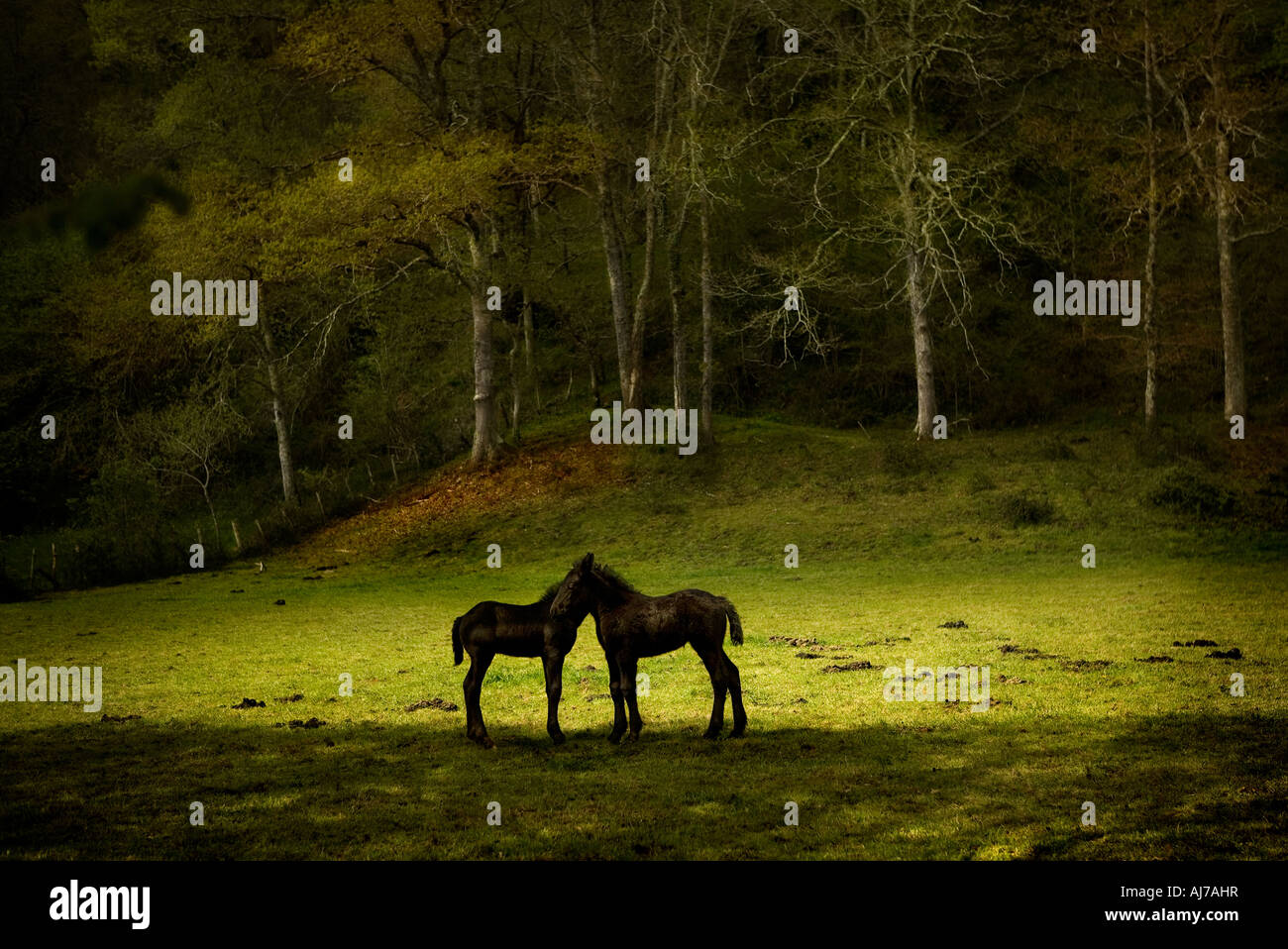 two small horses in the forest in Spain Stock Photo - Alamy