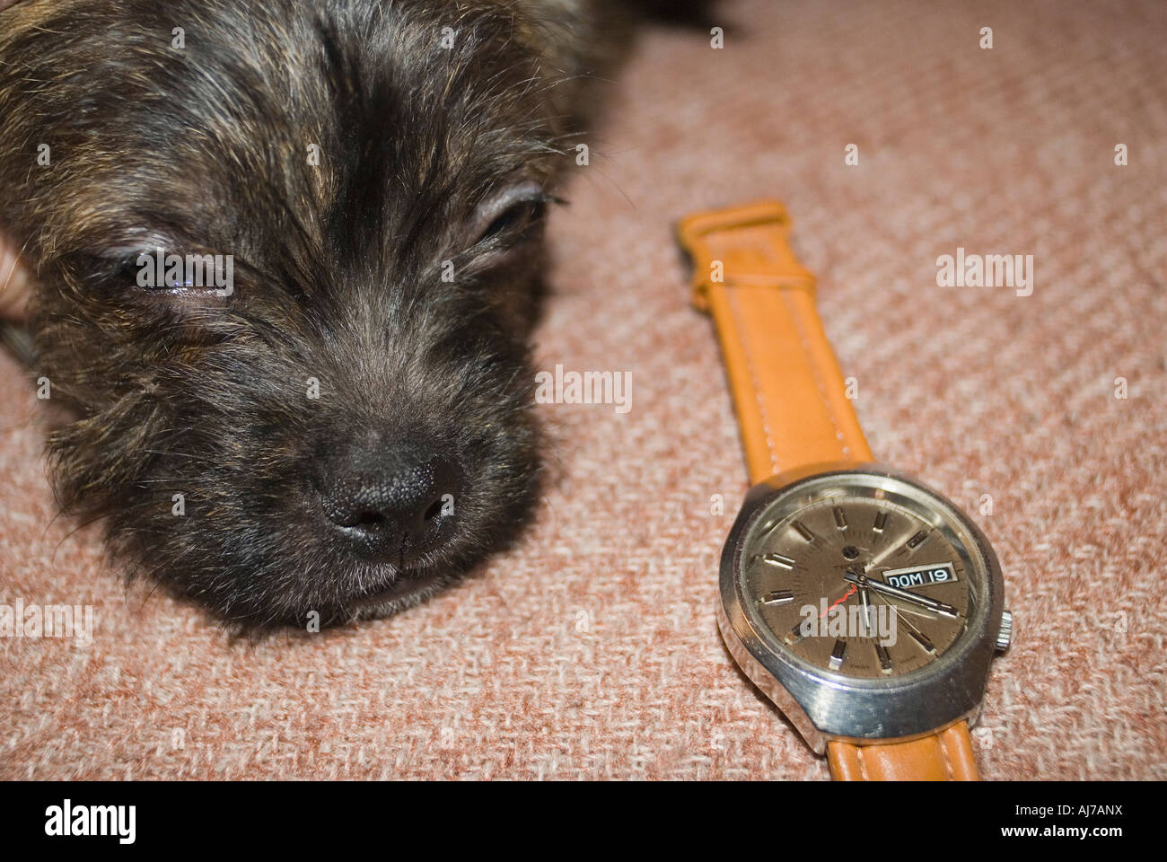 Master dog photography hi-res stock photography and images - Alamy