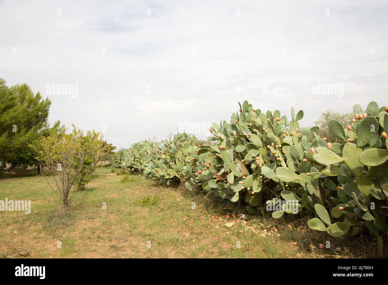 Cactus Fig, Prickly Pear, Sicily Stock Photo - Alamy