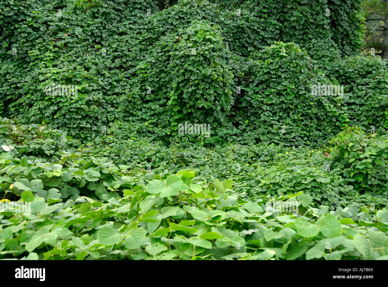 Leaves kudzu vine florida hi-res stock photography and images - Alamy