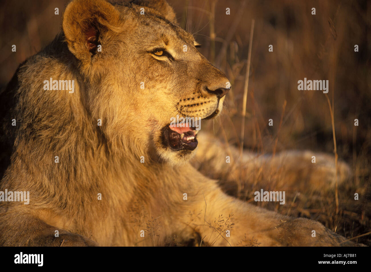 Lion Gueru Antelope Park Zimbabwe Stock Photo - Alamy