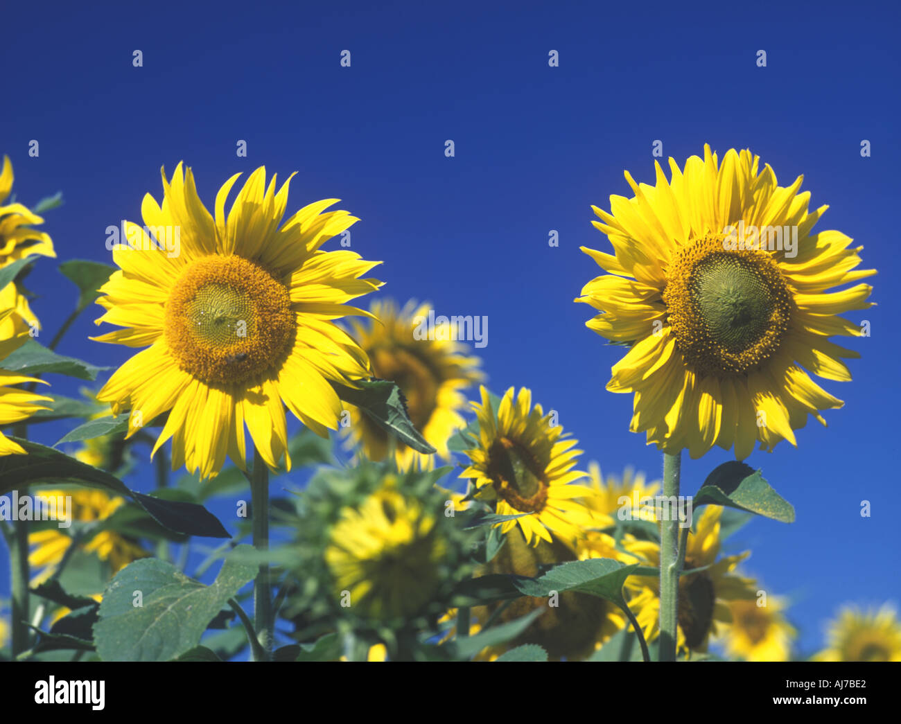 Group of sunflowers together hi-res stock photography and images - Alamy