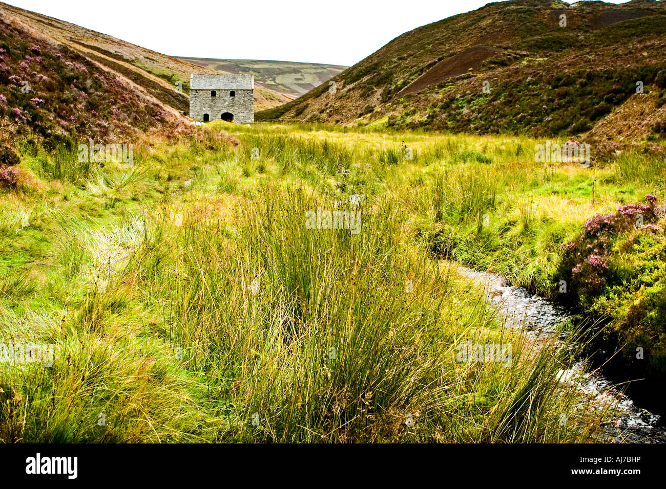 Heather scotland abstract hi-res stock photography and images - Alamy