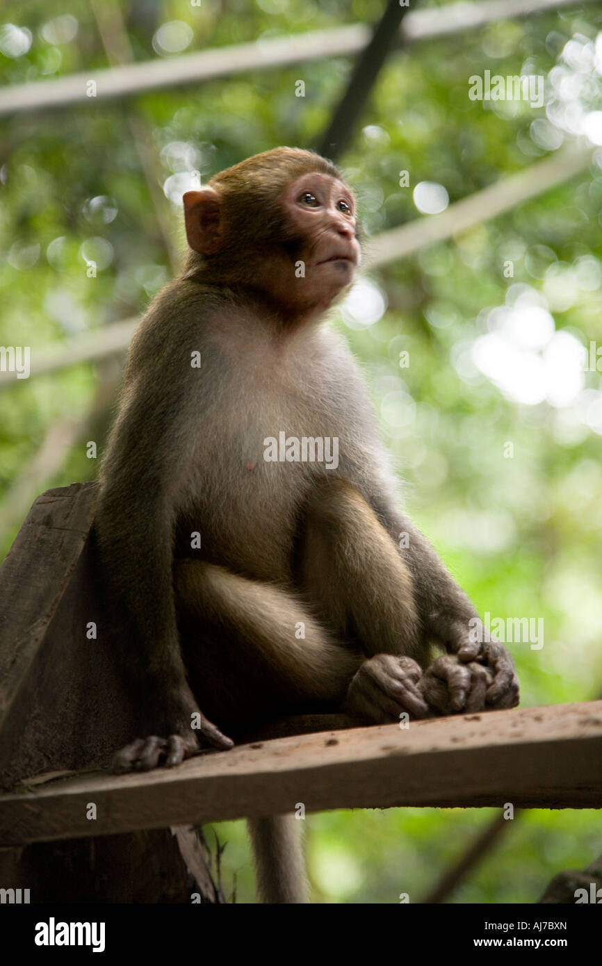 small monkey living with a tribe at The Gibbon Experience near Huay Xai ...