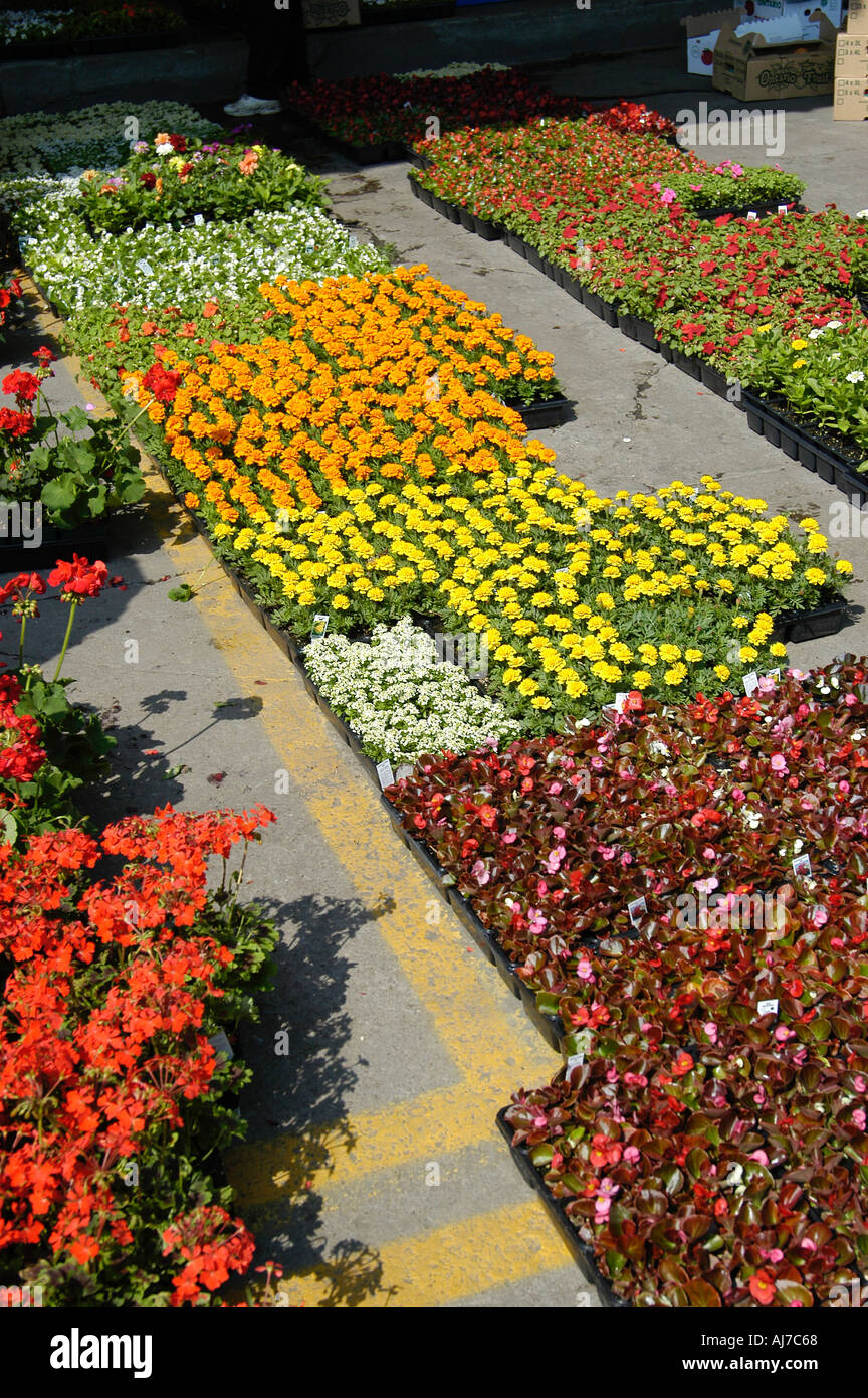 Domestic Flowers on Display at Flower Market Stock Photo - Alamy