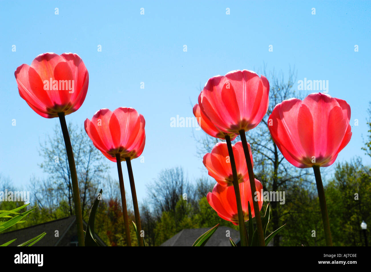 Plants flowers on display hi-res stock photography and images - Alamy