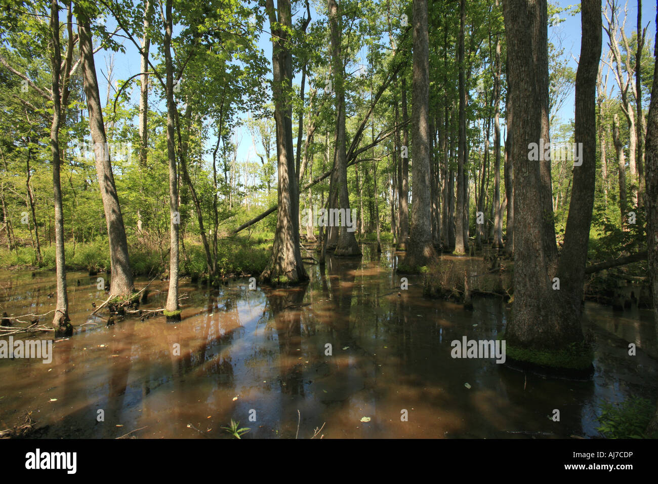 Bald cypress mississippi hi-res stock photography and images - Alamy
