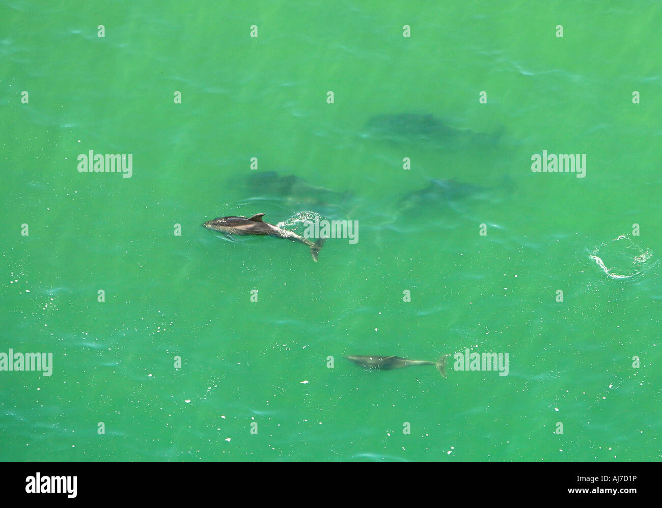 Dolphin pod hi-res stock photography and images - Alamy
