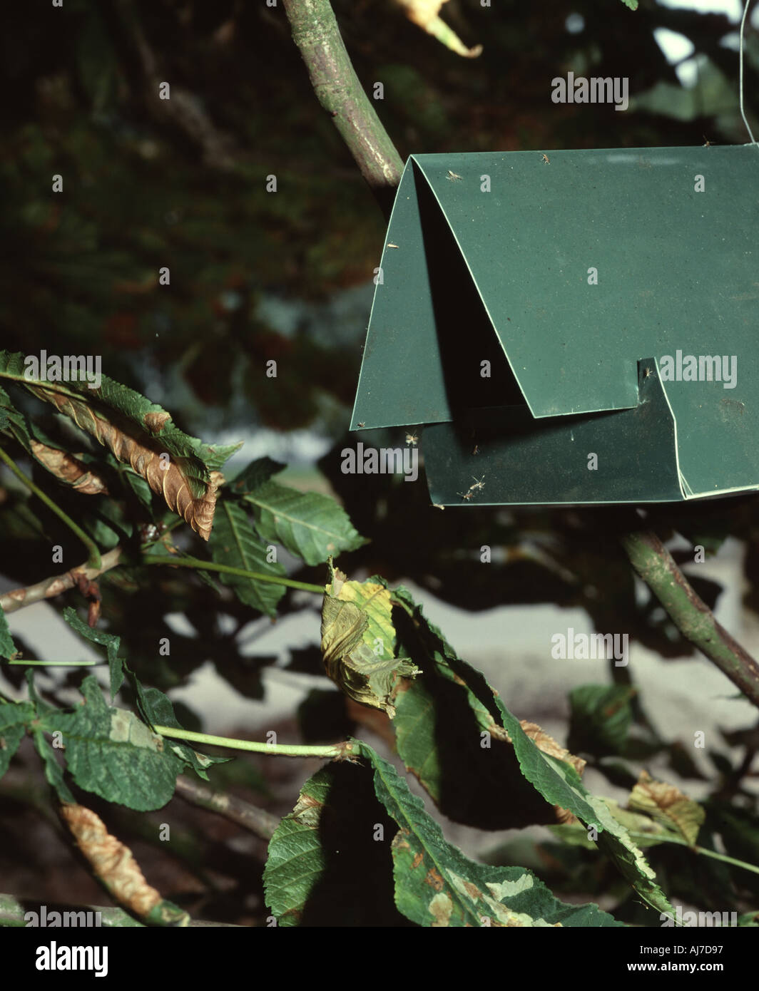 Trial traps with miner moth female pheromone on chestnut tree Stock ...