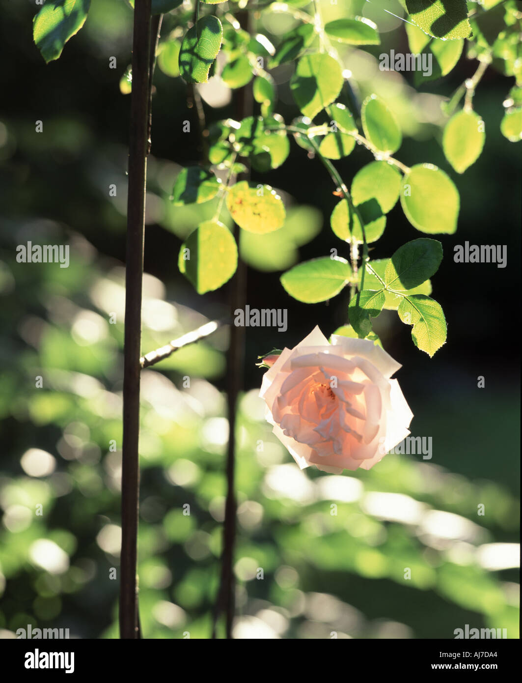 New Dawn climbing rose Stock Photo - Alamy