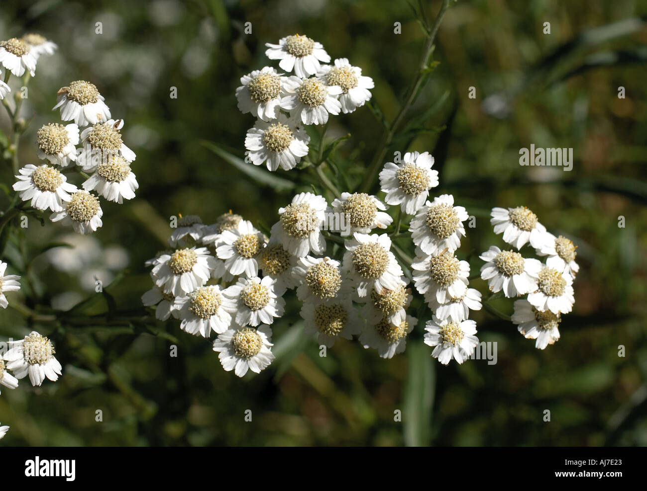 Achillea ptarmica hi-res stock photography and images - Alamy