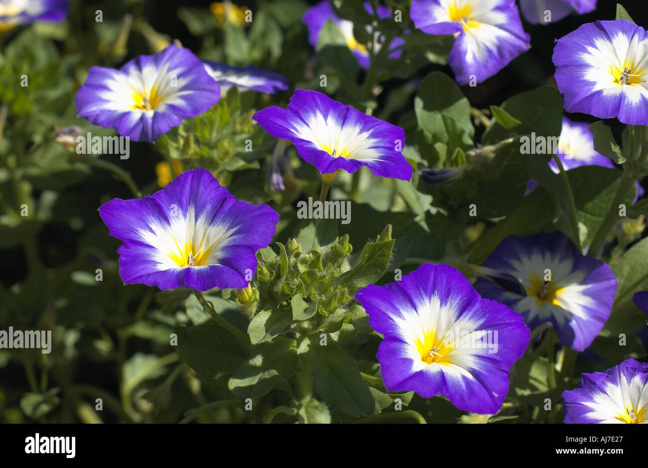 Convolvulus Tricolor Blue Spanish Bindweed Stock Photo - Alamy