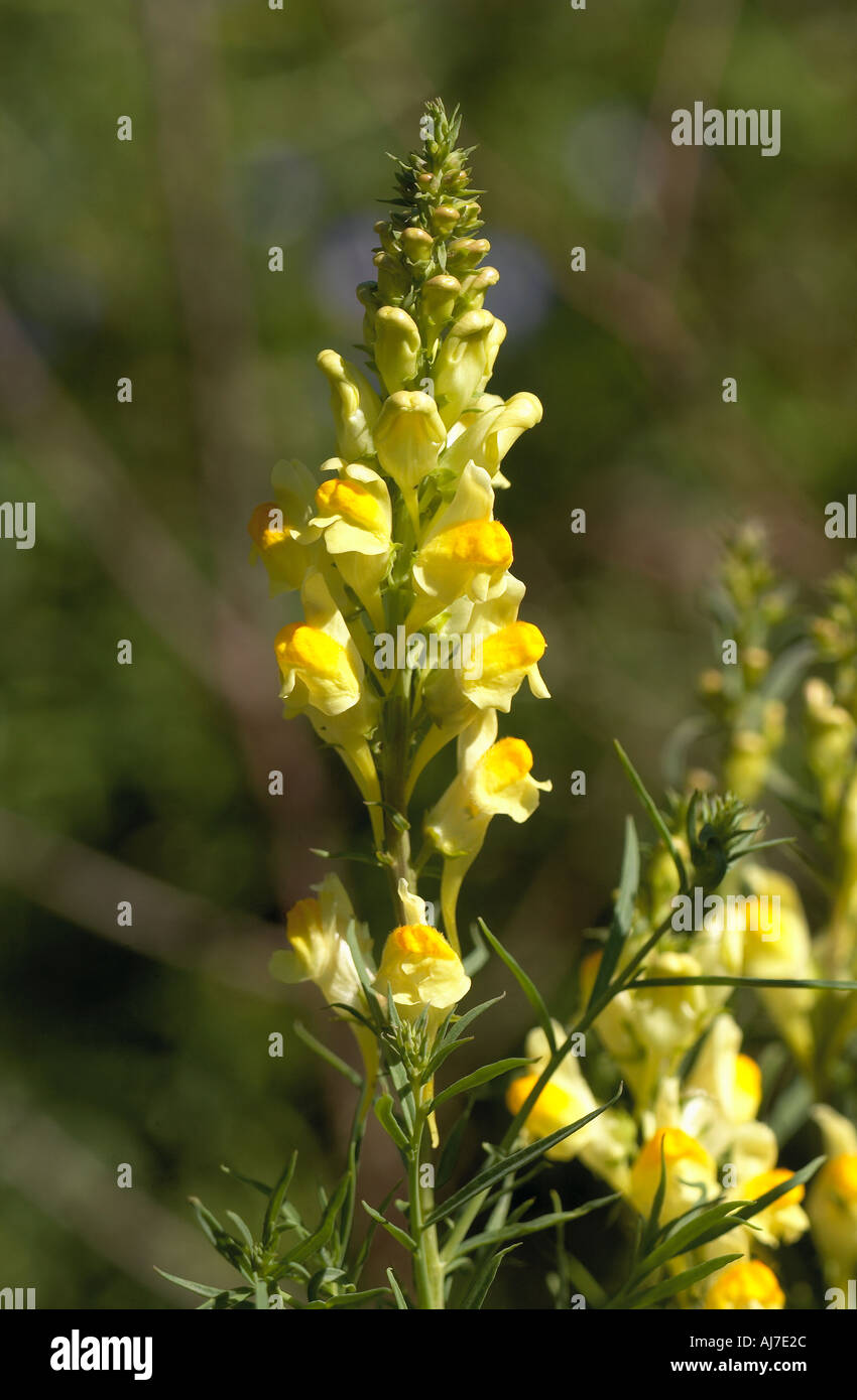 Linaria Vulgaris Toad Flax Stock Photo - Alamy