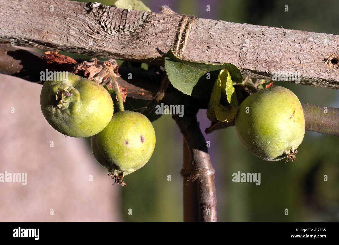 Cooking Apple Malus Tom Putt Stock Photo - Alamy