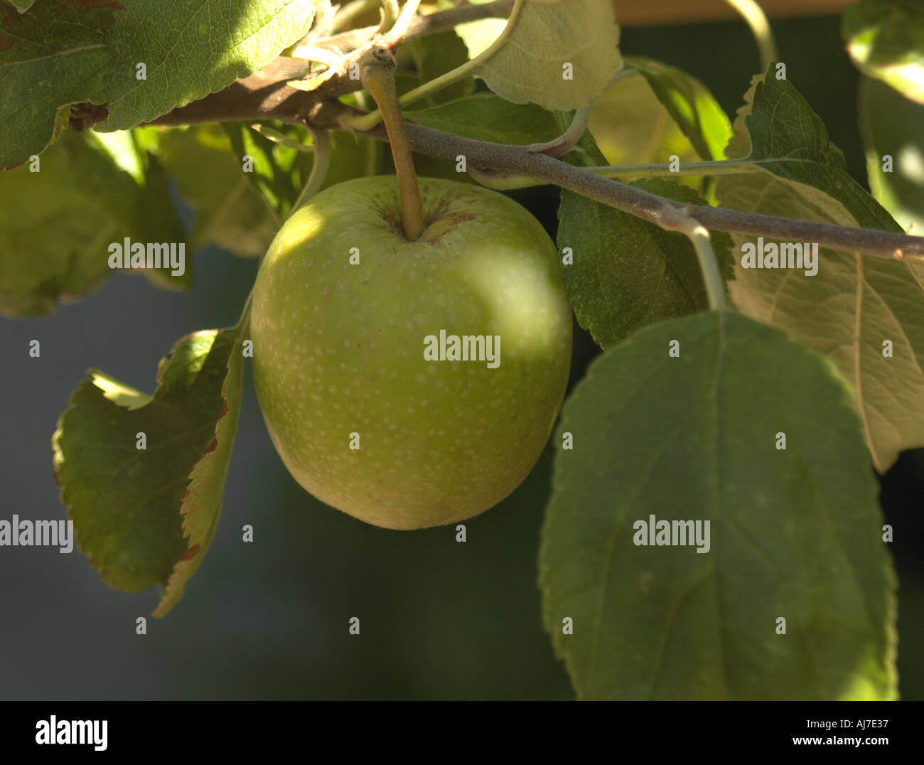 Dessert Apple Malus Autumn Pearmain Stock Photo - Alamy