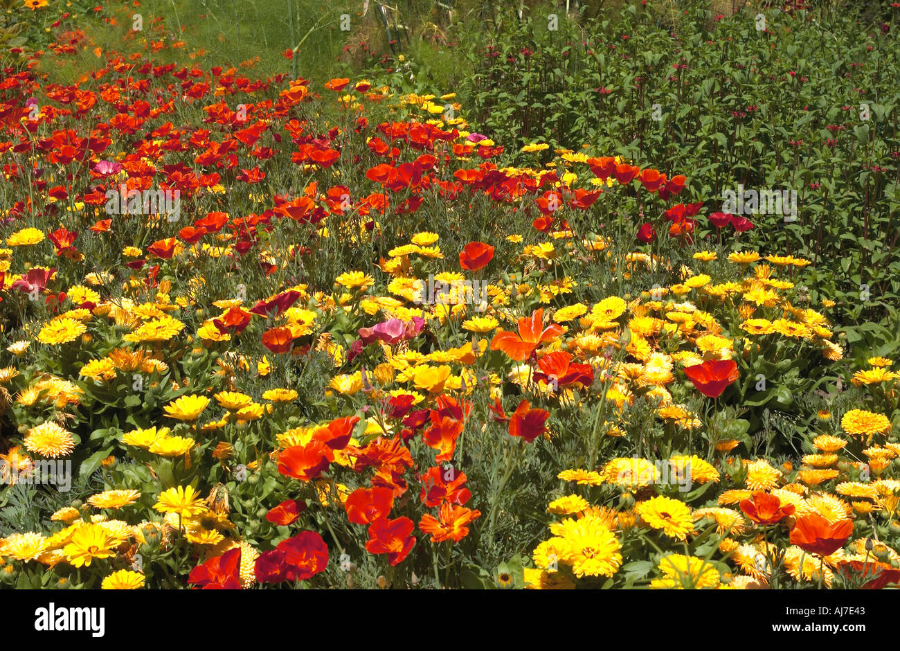 Mixed Flower Border Stock Photo - Alamy