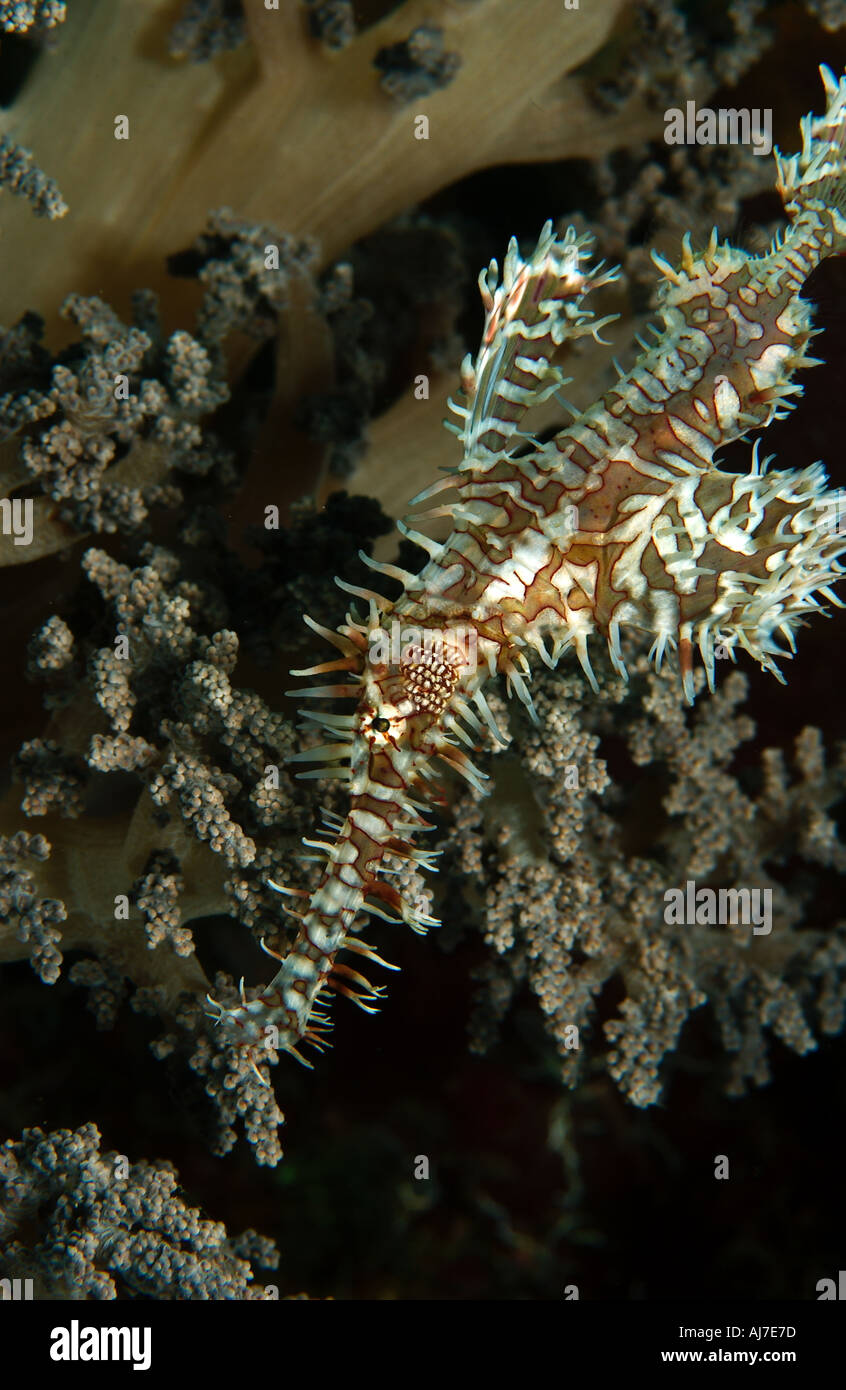 Paradoxus hi-res stock photography and images - Alamy