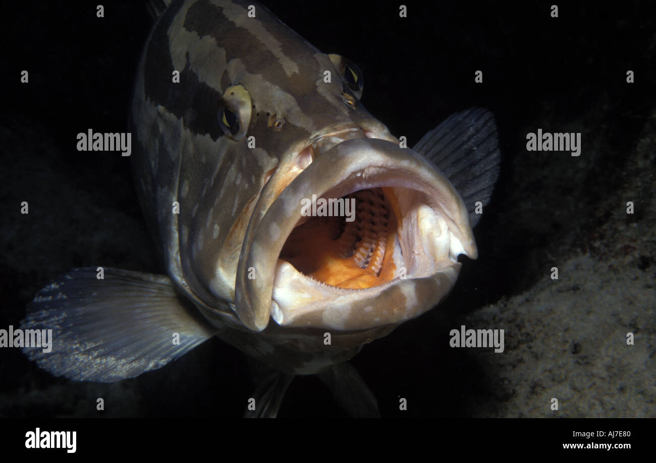 Queensland Grouper Jaw Bone