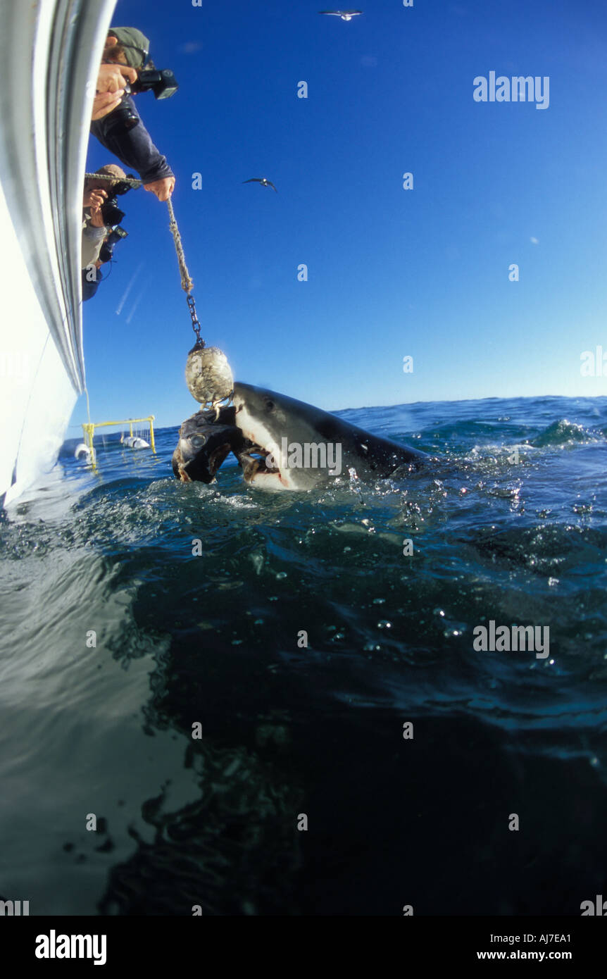 Shark attacks boat hi-res stock photography and images - Alamy