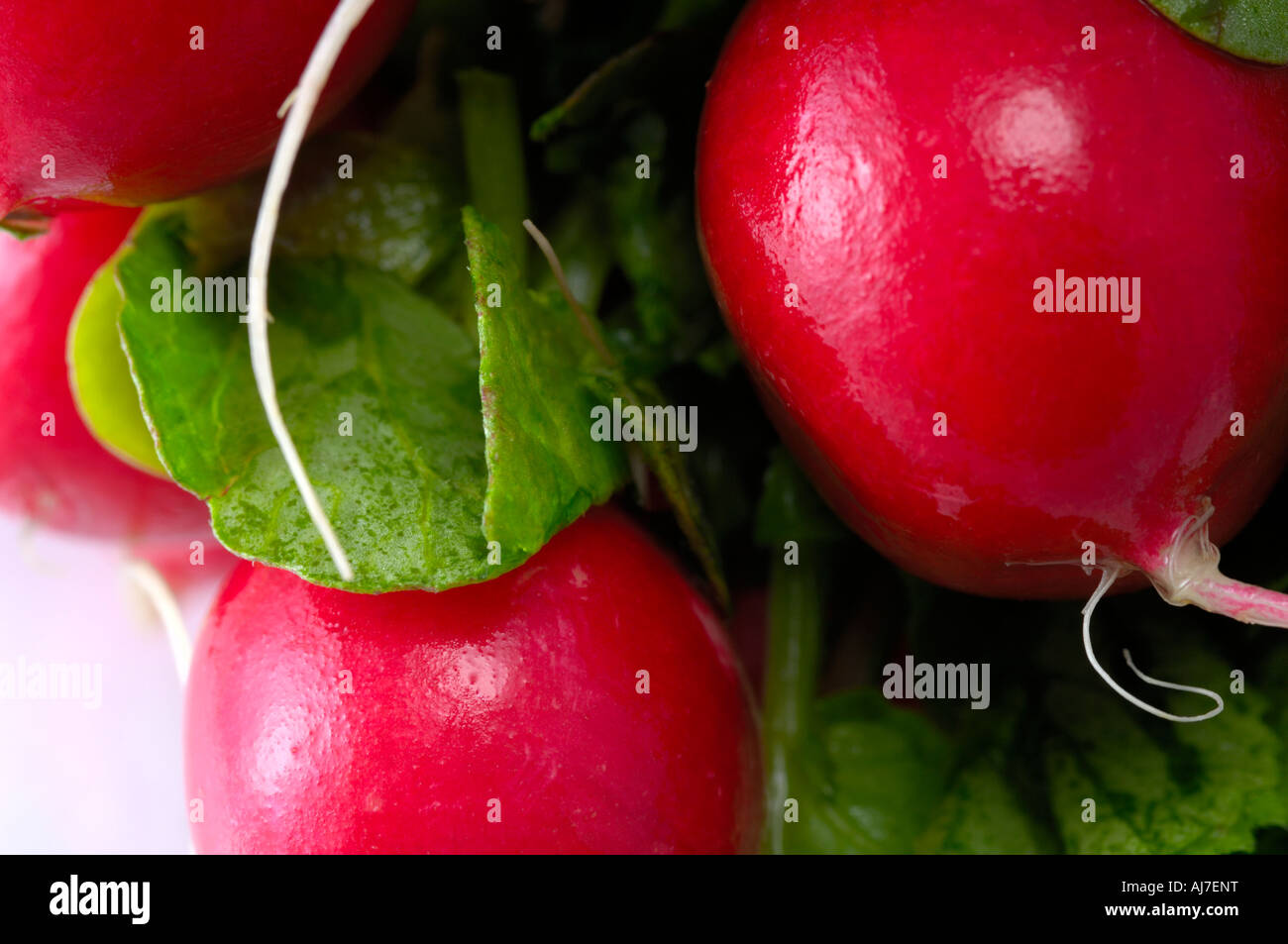 bunch of radishes Stock Photo - Alamy