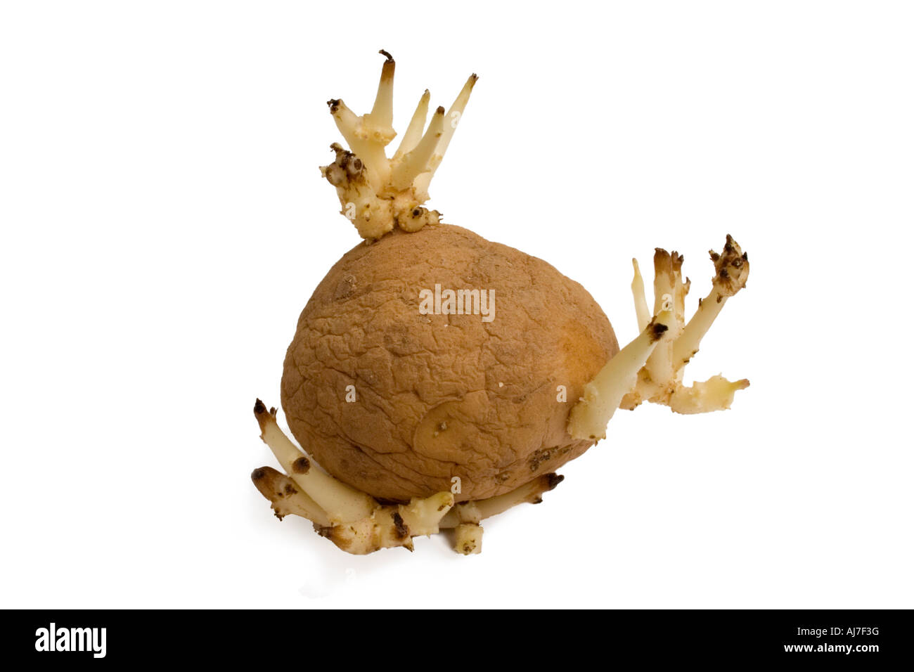 Vegetable food potato potato sprout hi-res stock photography and images ...