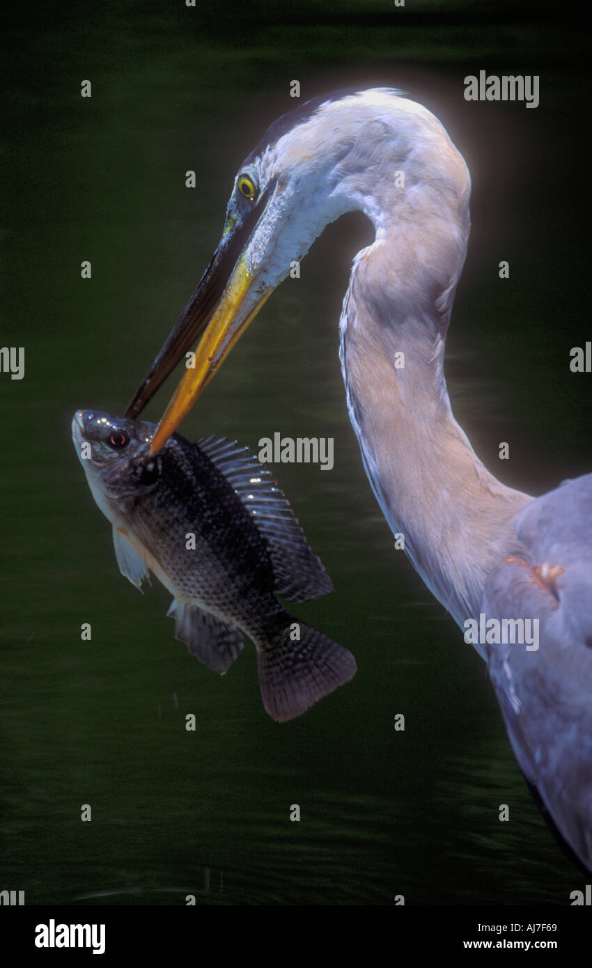 Great Blue Heron with a newly caught fish at Everglades National Park ...