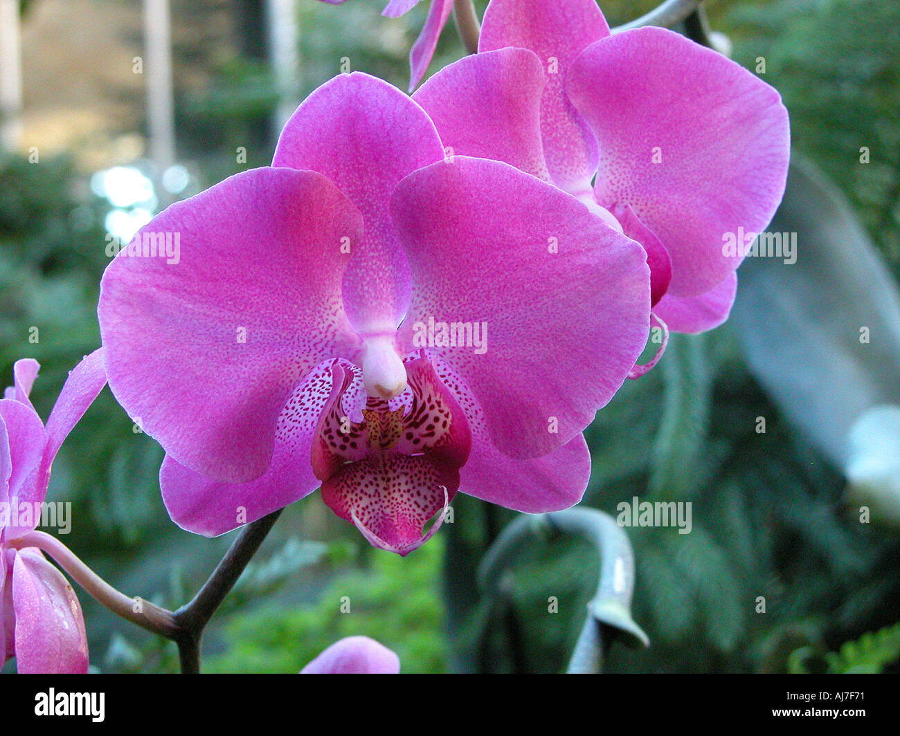 Orchids on Display at Botanical Gardens Washington D C Stock Photo - Alamy