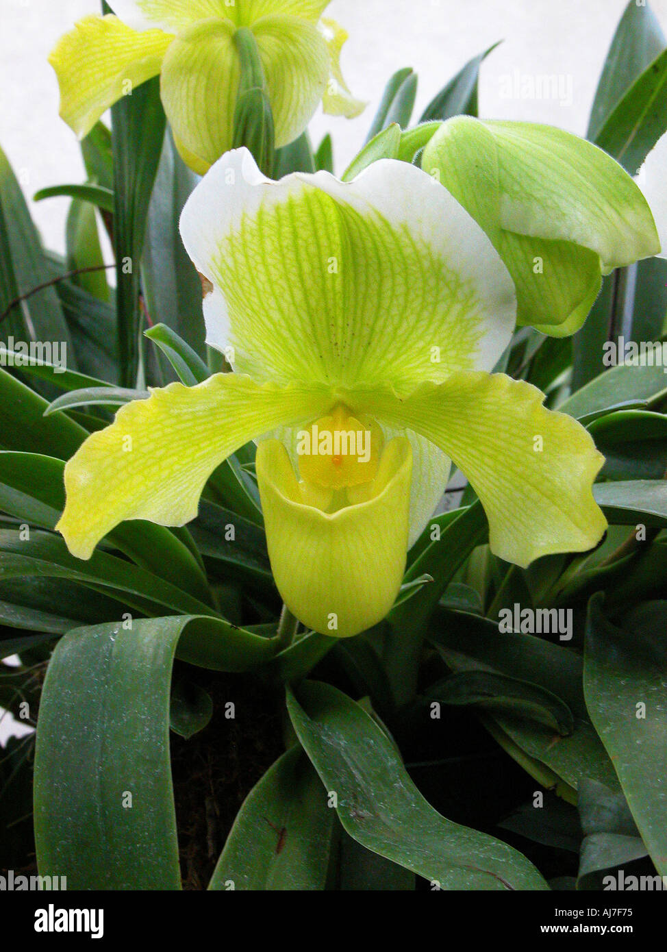 Orchids on Display at Botanical Gardens Washington D C Stock Photo - Alamy