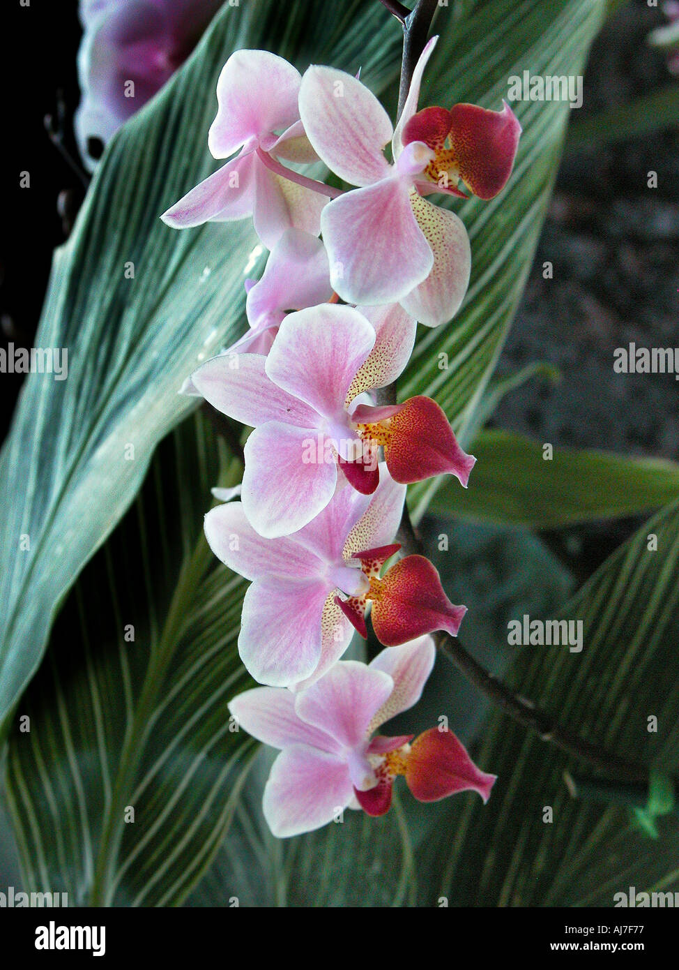 Orchids on Display at Botanical Gardens Washington D C Stock Photo - Alamy