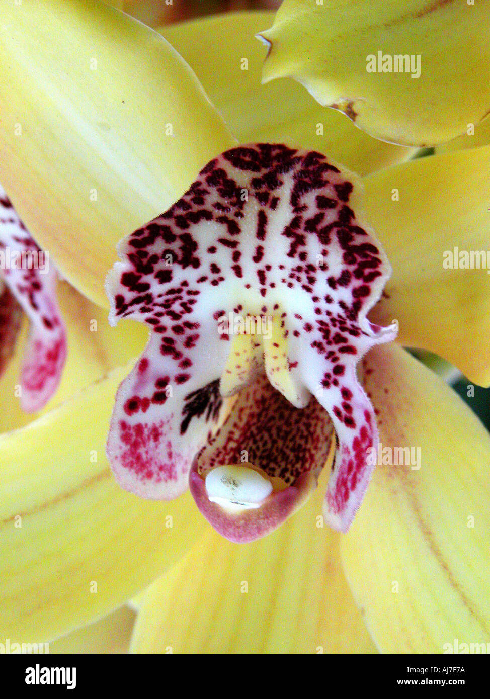 Orchids on Display at Botanical Gardens Washington D C Stock Photo - Alamy