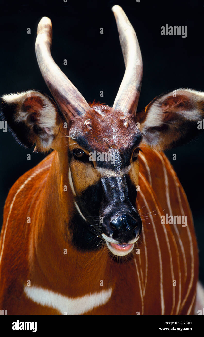 Bongo animal hi-res stock photography and images - Alamy