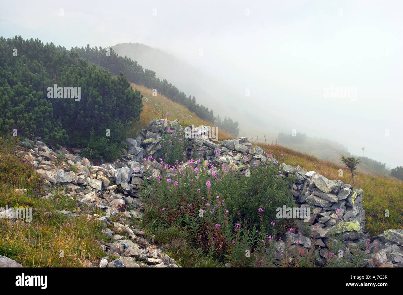 Stones and flowers on mountainside and cloud behind (Gorgany region of ...