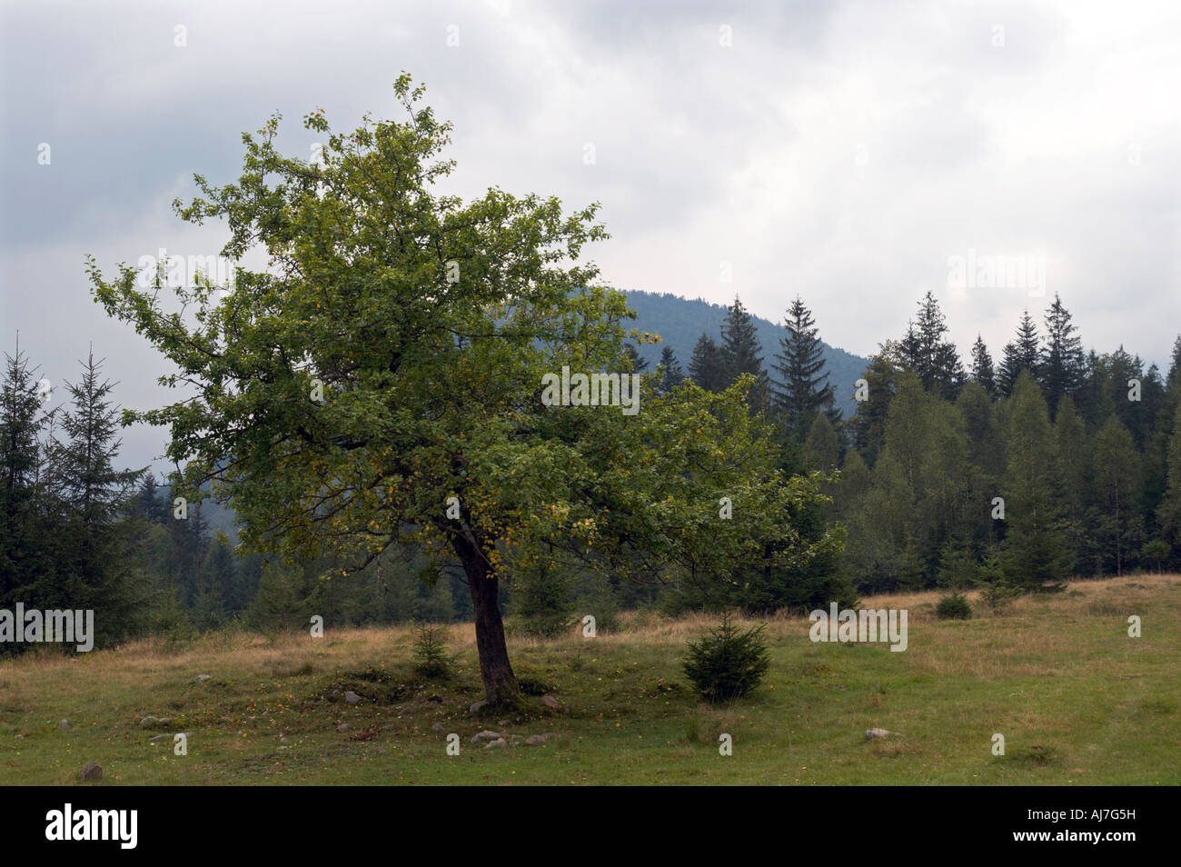 Carpathian Mountains Ukraine landscape with apple tree on glade Stock ...