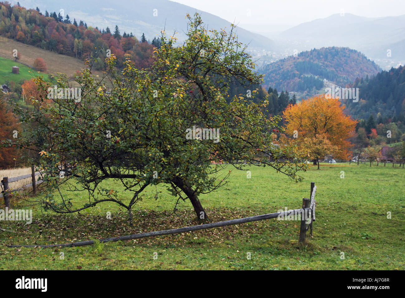 Autumn mountain hill with apple tree and breaking wood fence in front ...
