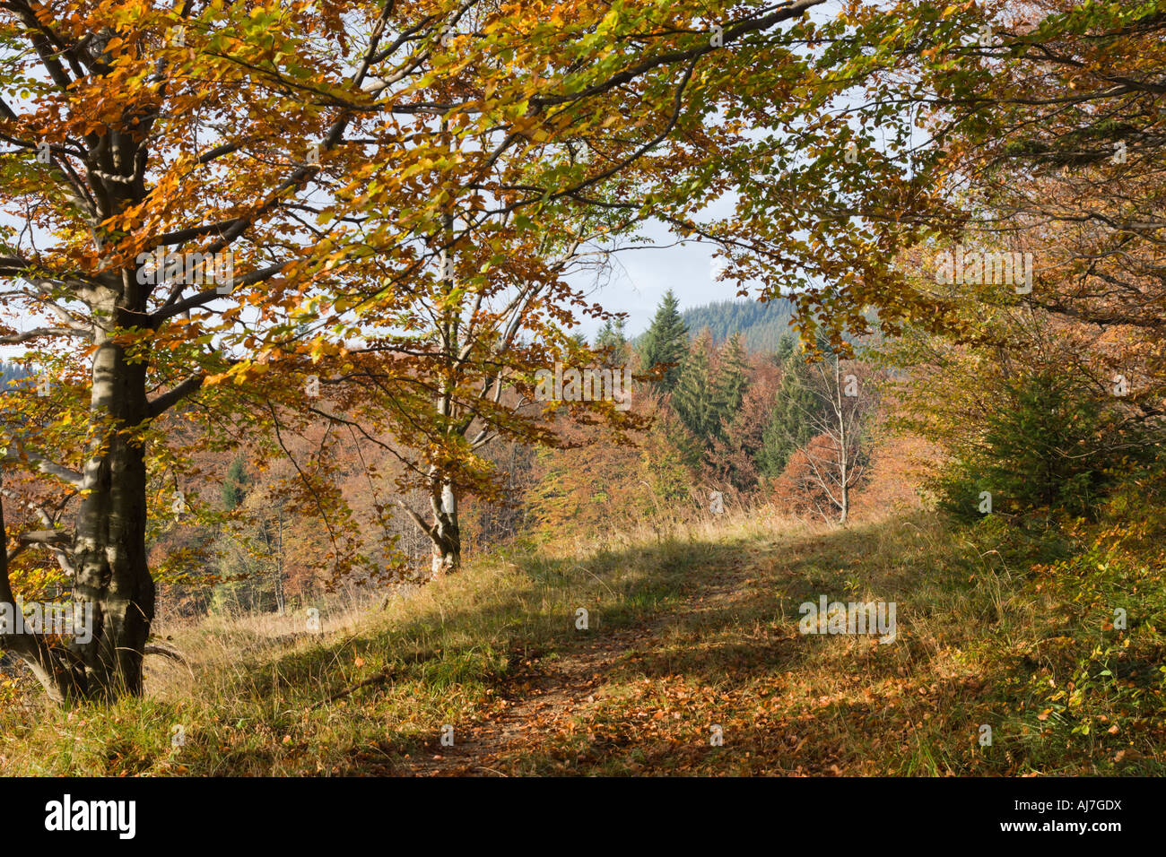 Beech forest behind tree hi-res stock photography and images - Alamy