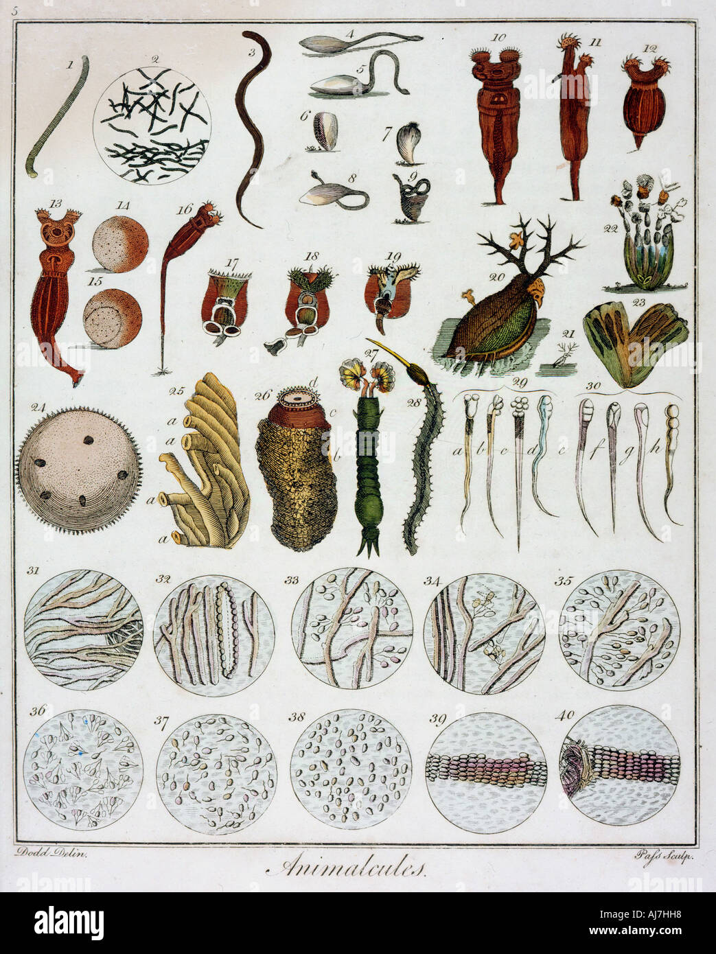 'Animalcules' observed by Anton van Leeuwenhoek, c1795. Artist Stock ...