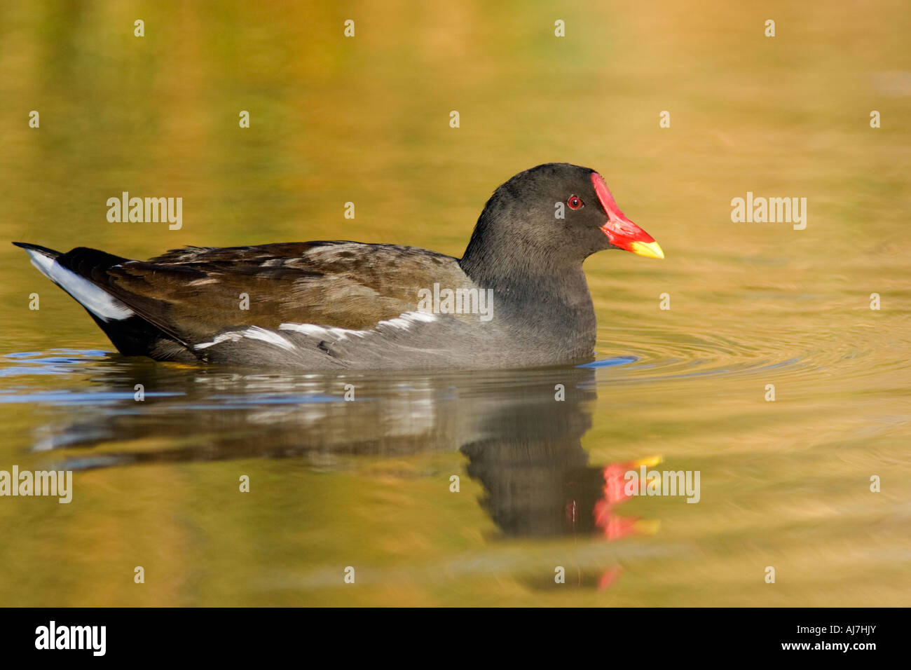 Moorhen on lake hi-res stock photography and images - Alamy