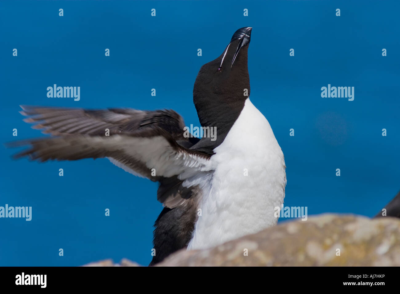 Razorbill stretching wings Stock Photo - Alamy